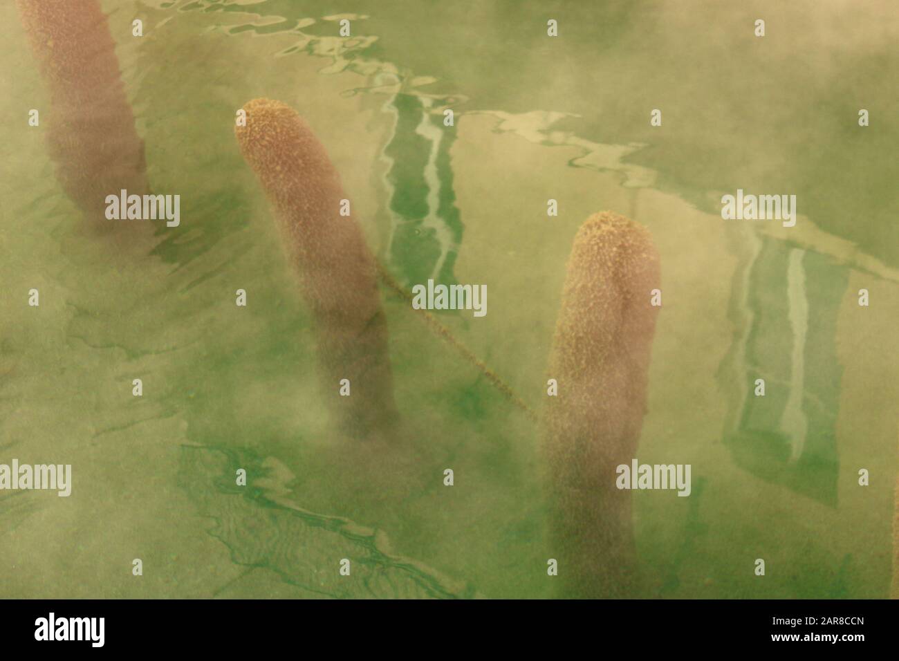 Smoke bath hi-res stock photography and images - Alamy