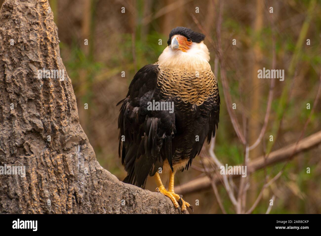 Mexican Eagle High Resolution Stock Photography and Images - Alamy