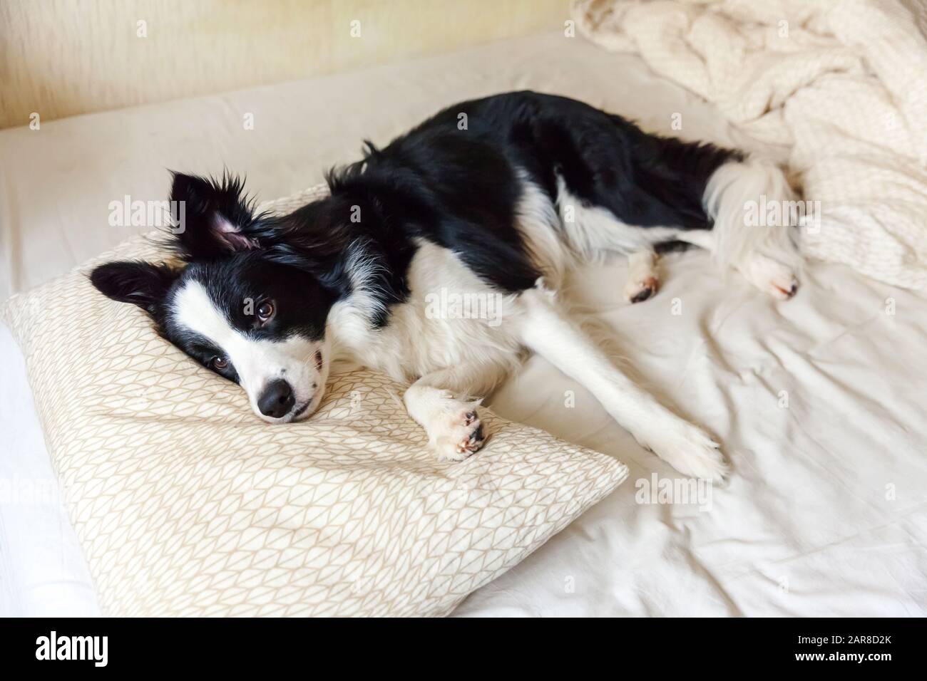 Border collie sleeping in bed hi-res stock photography and images - Alamy