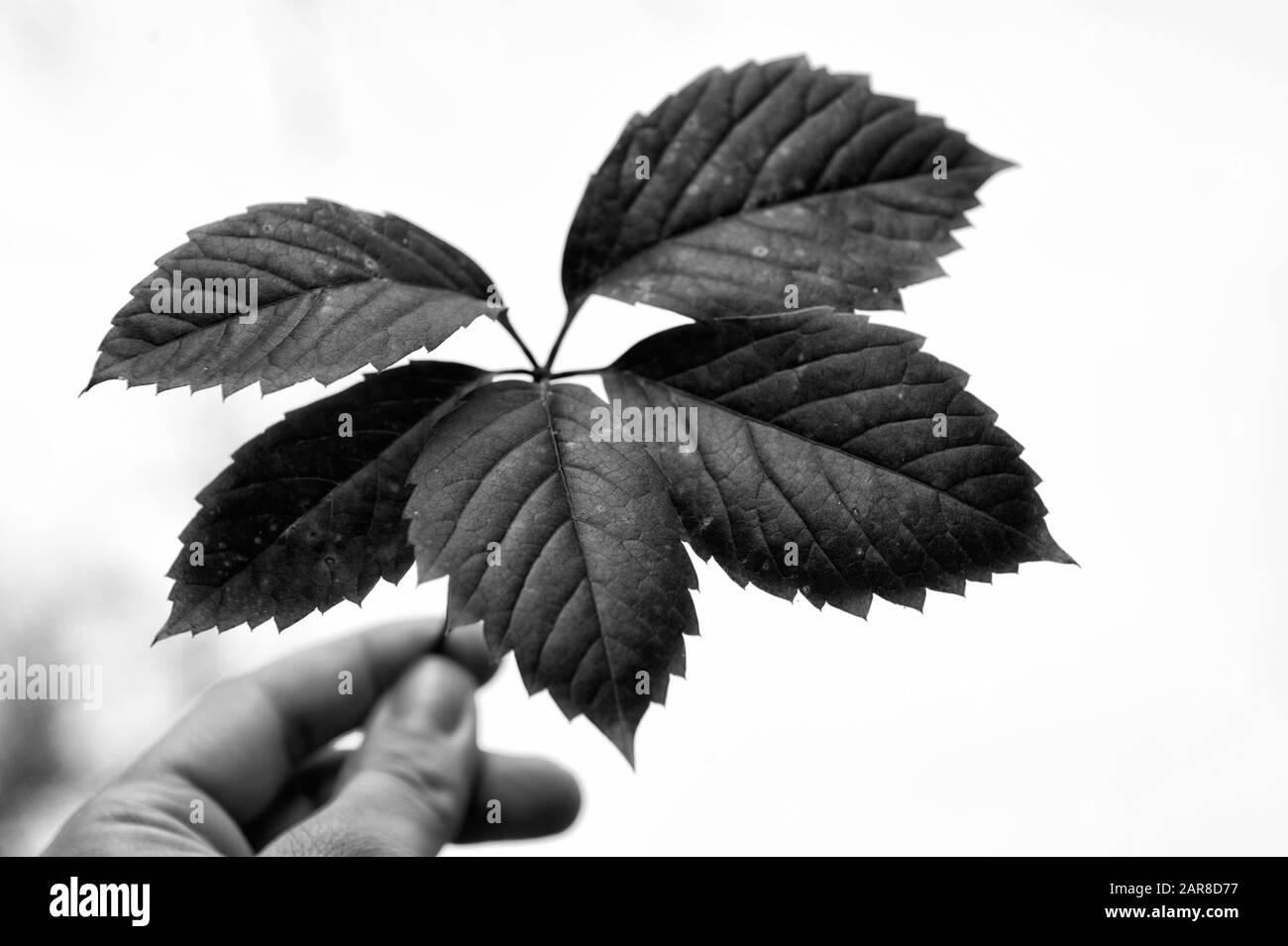 Close up hand autumn Black and White Stock Photos & Images - Alamy