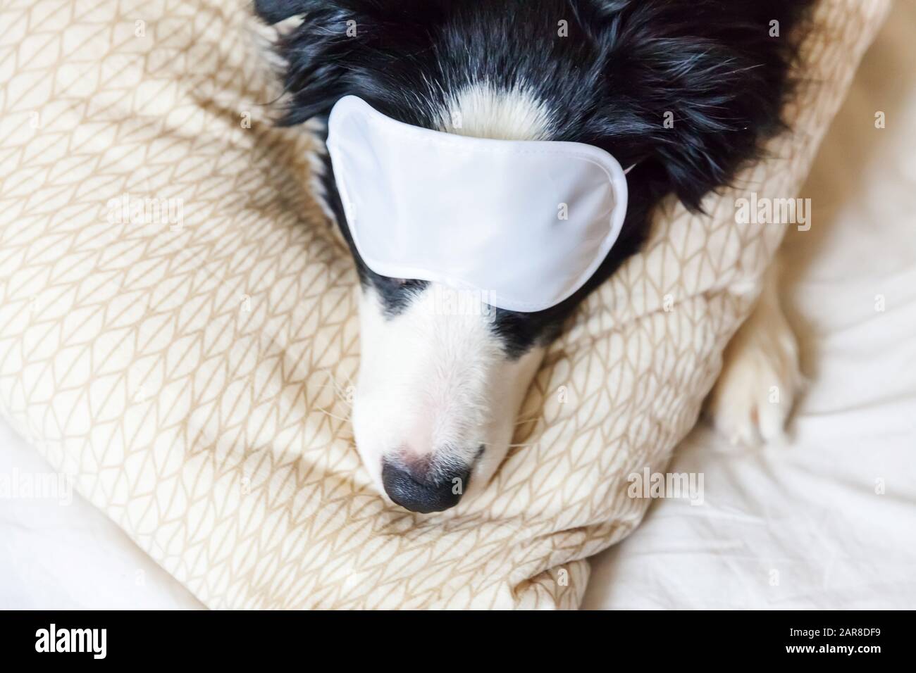 Border collie sleeping in bed hi-res stock photography and images - Alamy