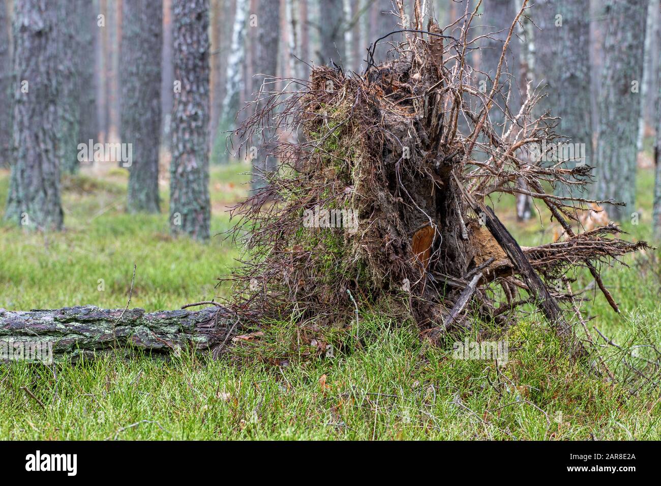Overturned pine in the forest. The roots of a tree overturned by the ...