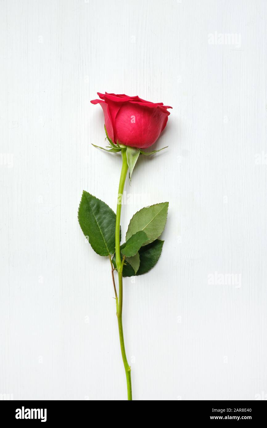 One rose in the background of a white tree. Top view. Vertical. Close ...