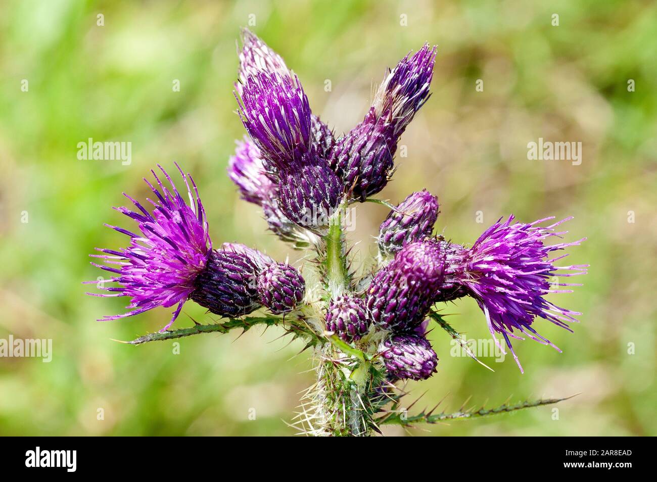 Marsh thistle hi-res stock photography and images - Alamy