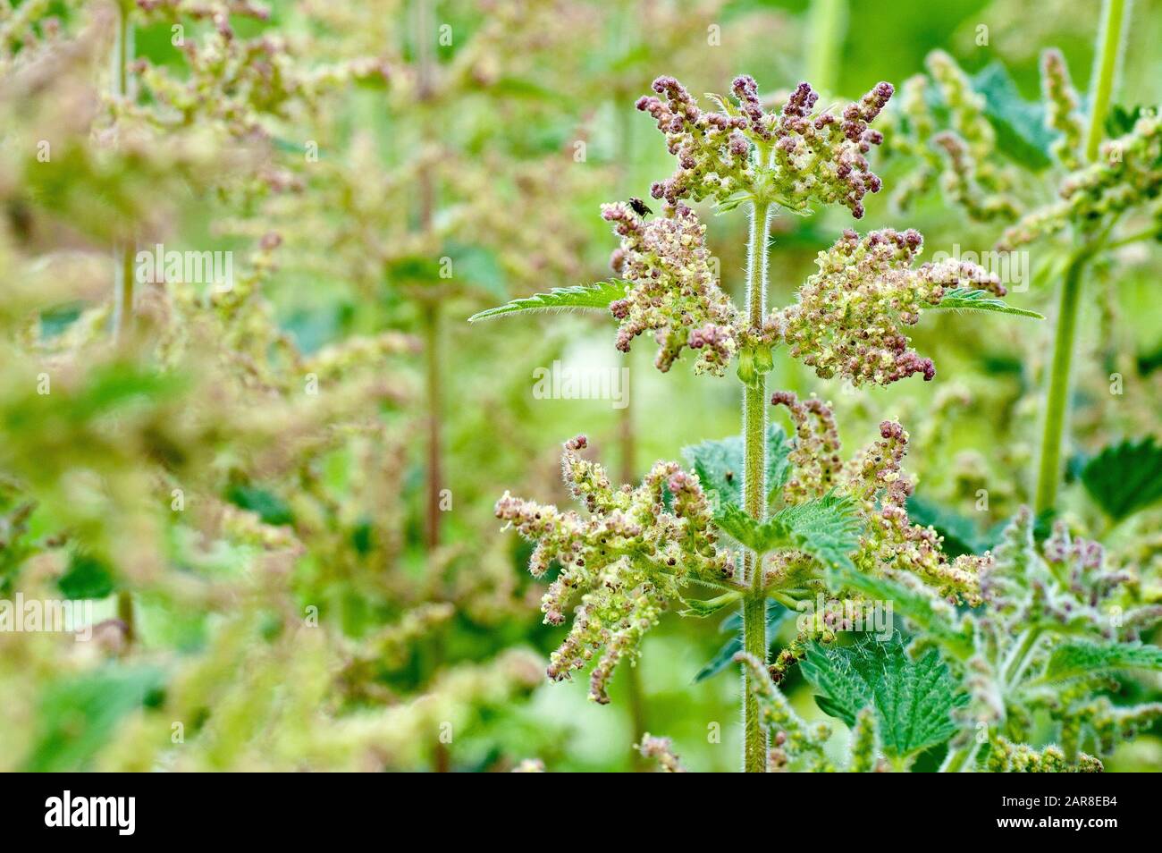 Common or Stinging Nettle (urtica dioica), close up showing the plant ...
