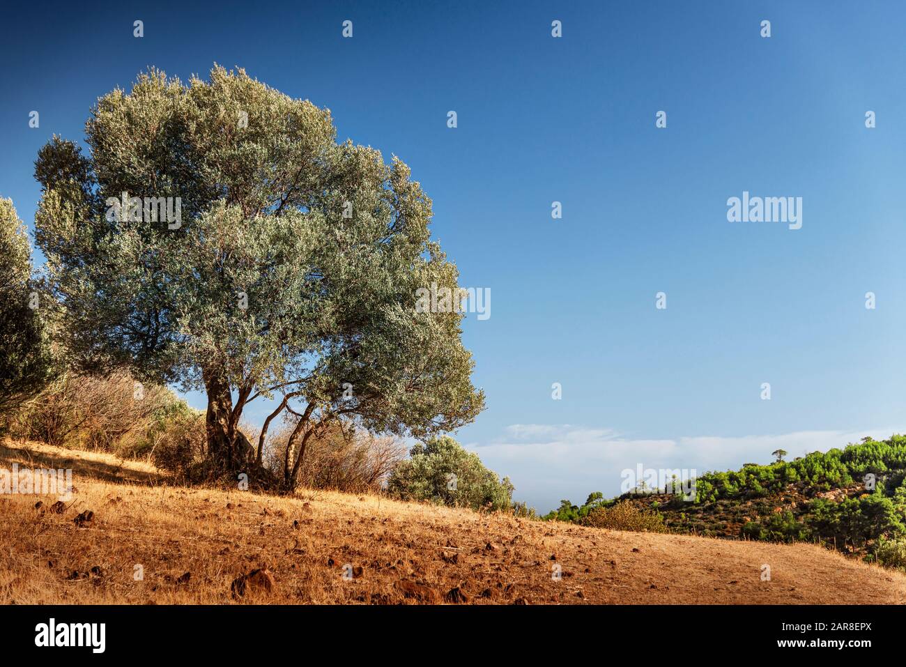 One olive hi-res stock photography and images - Alamy