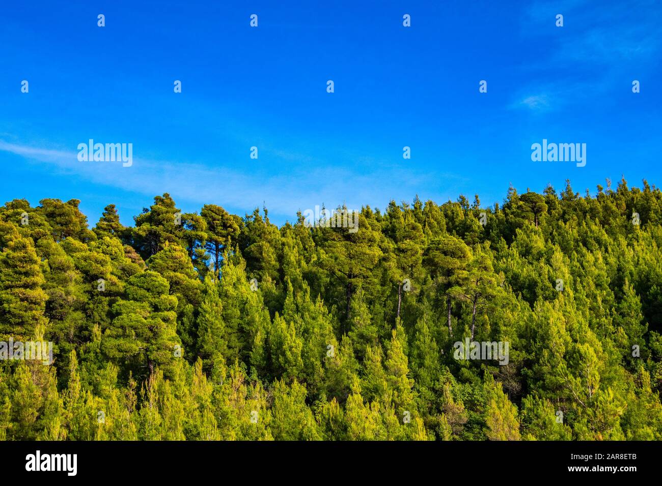 The dense forests of Skopelos Island covered by pine trees. Skopelos ...