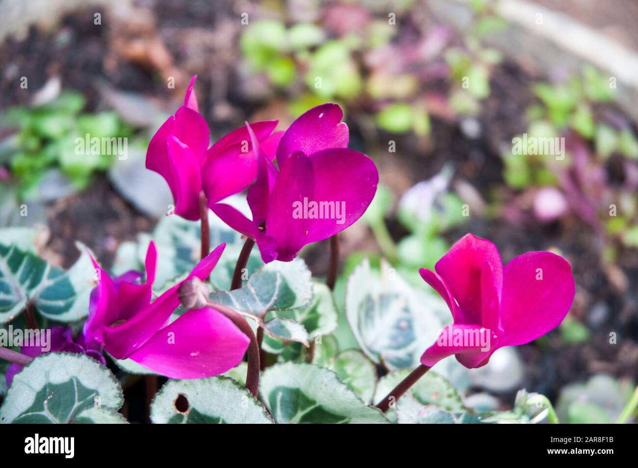 Melbourne Flowers High Resolution Stock Photography and Images - Alamy