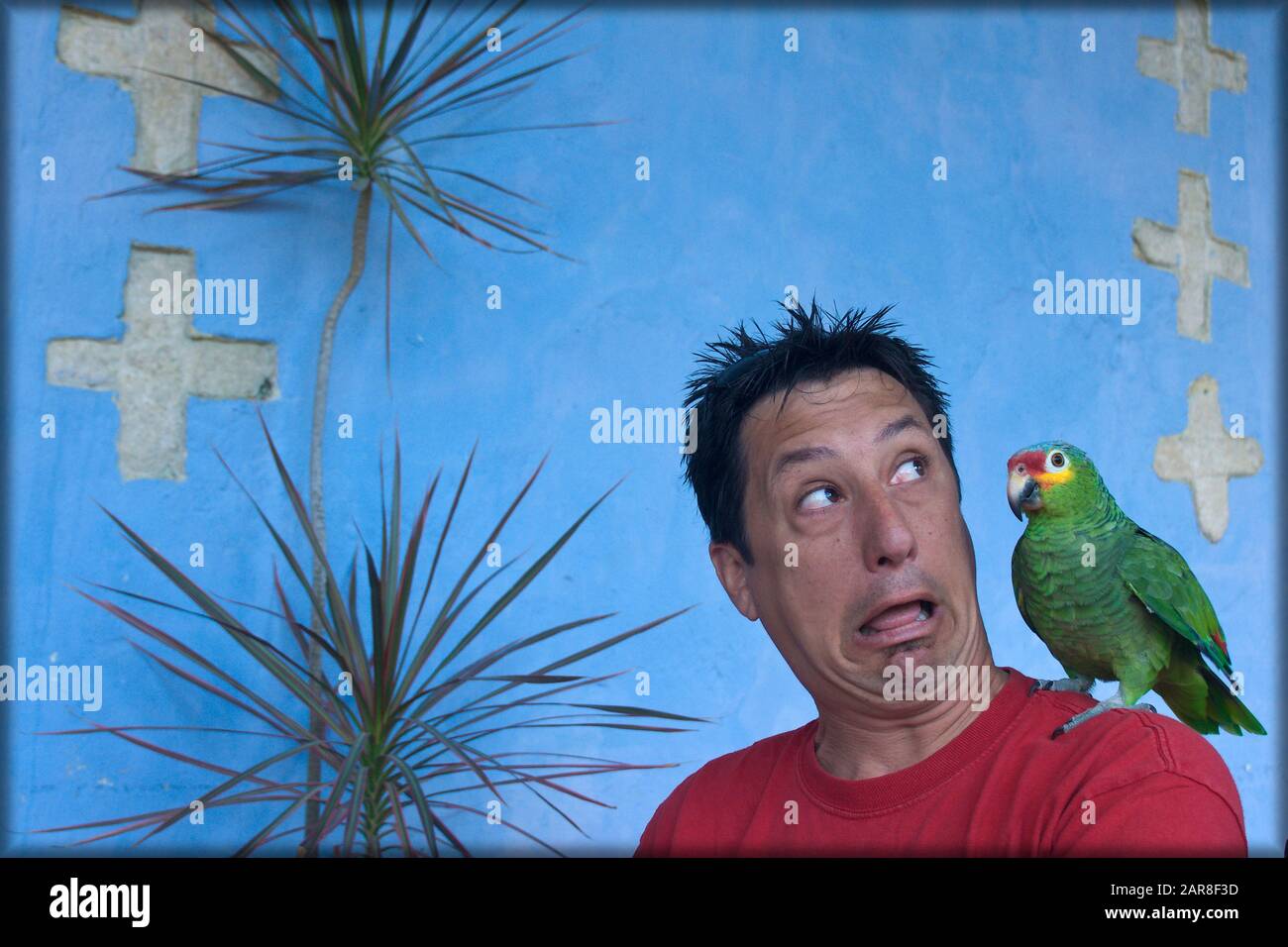 Squawking parrot hi-res stock photography and images - Alamy