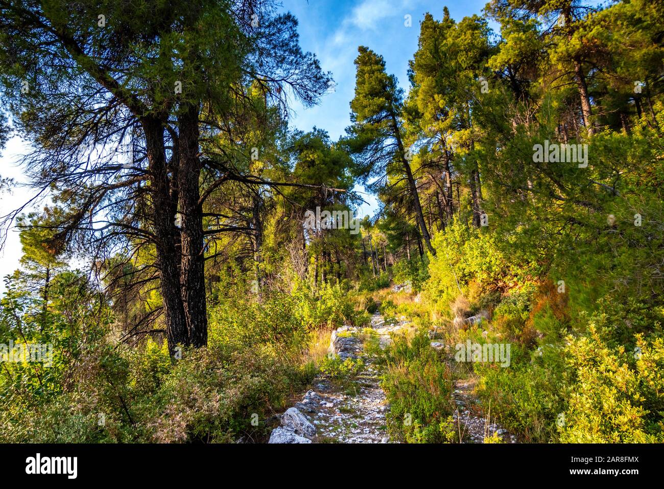 The dense forests of Skopelos Island covered by pine trees. Skopelos ...
