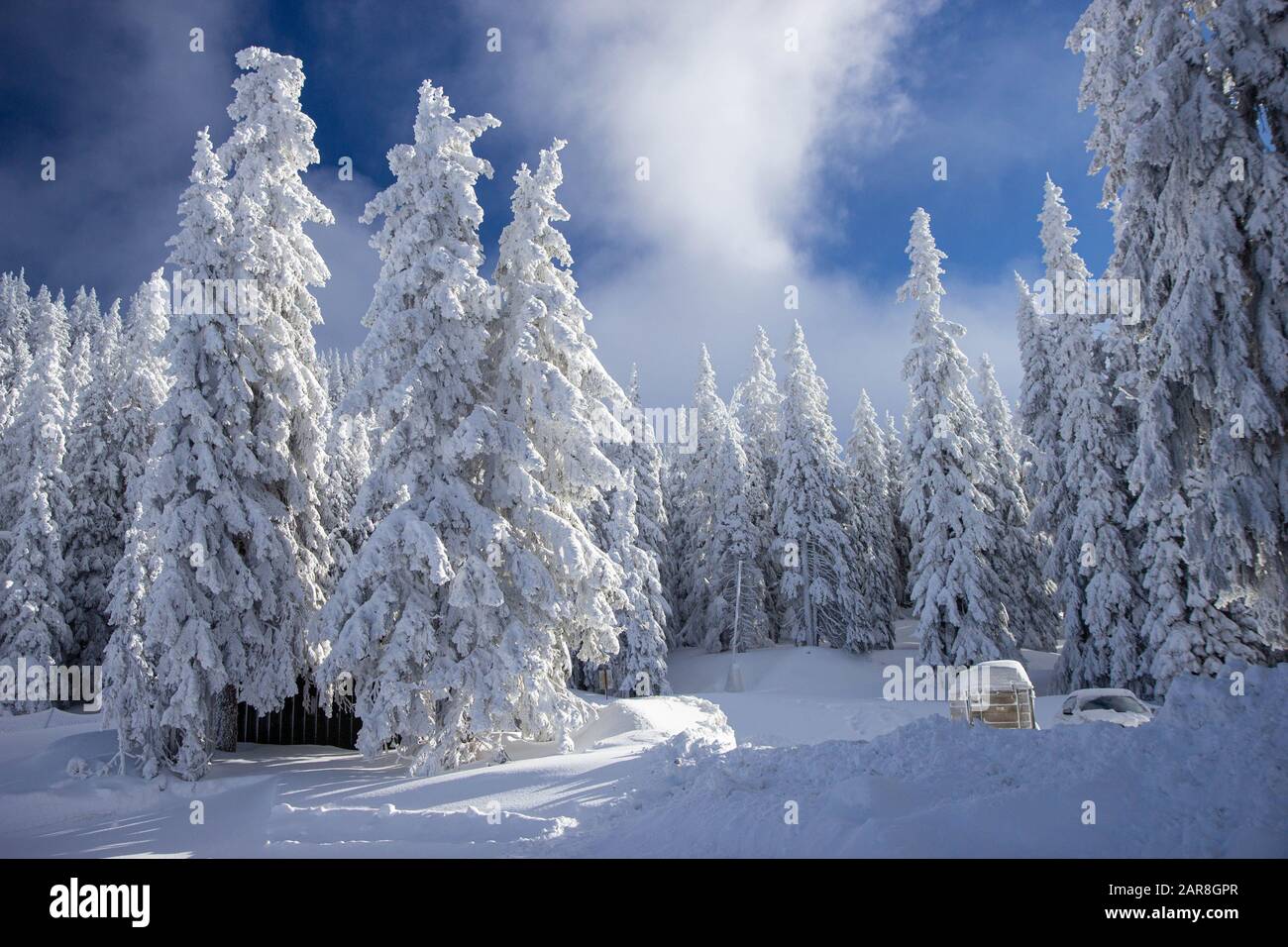 Tress covered with snow hi-res stock photography and images - Alamy