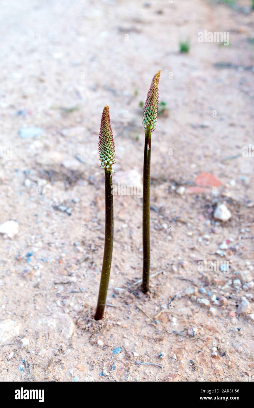 Plants with straight thick stems sticking out of the ground in ...