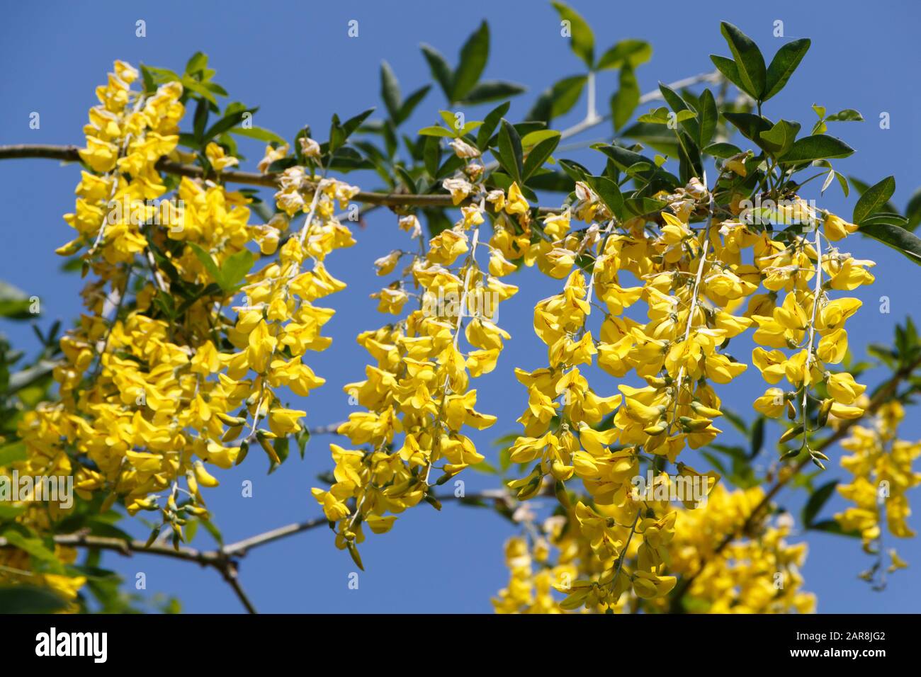 Yellow flowers of Alpine laburnum in a garden during spring Stock Photo ...