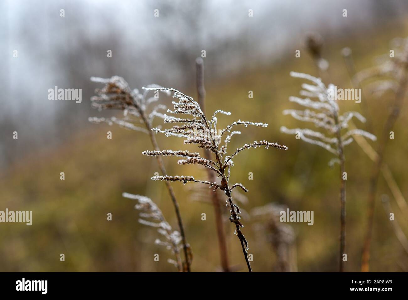Wildflowers frozen in winter. Wildflowers frozen in winter Stock Photo ...