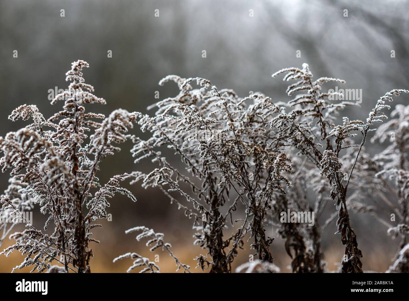 Wildflowers frozen in winter. Wildflowers frozen in winter Stock Photo ...