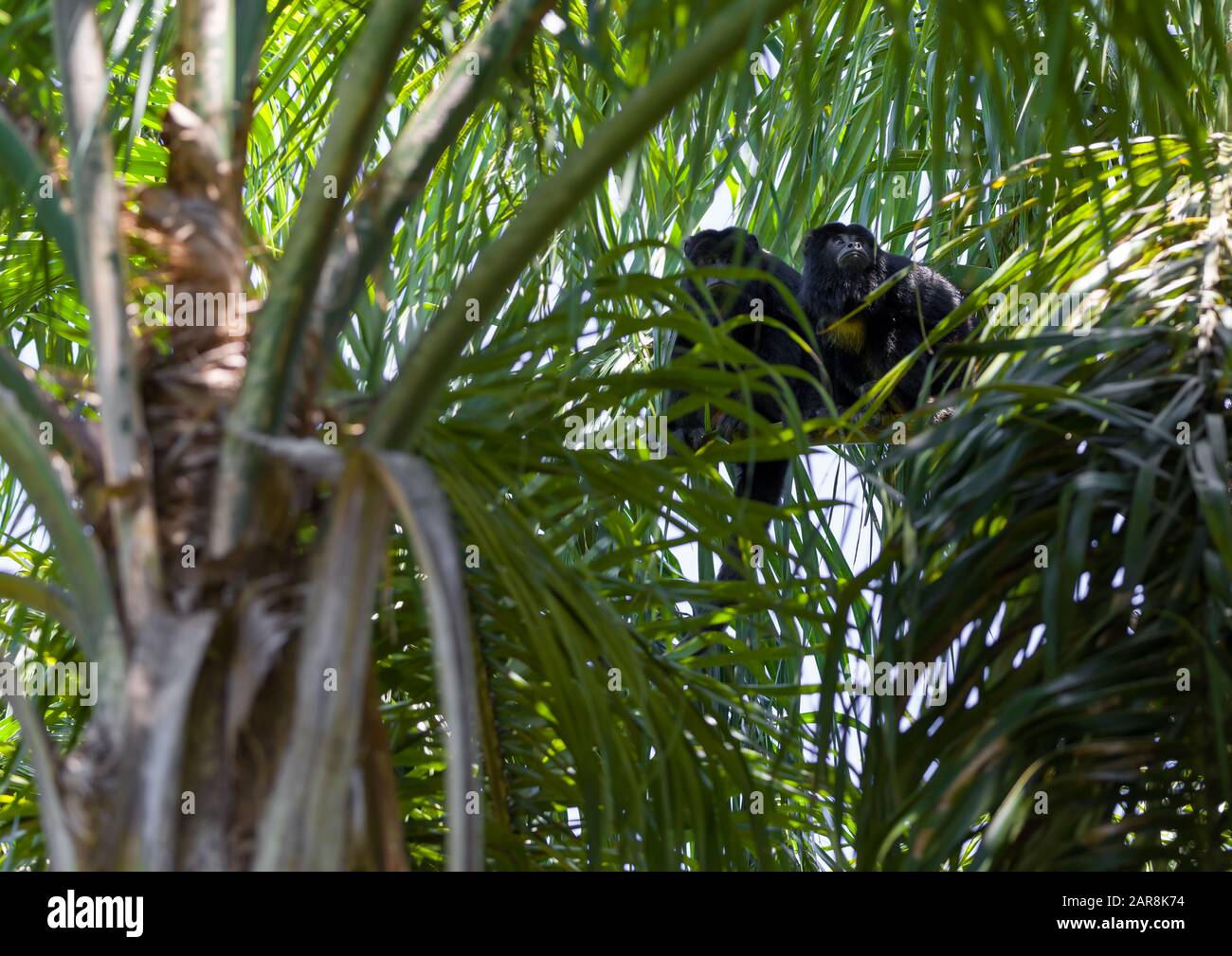 Wild Black Howler Monkeys in palm trees Stock Photo - Alamy