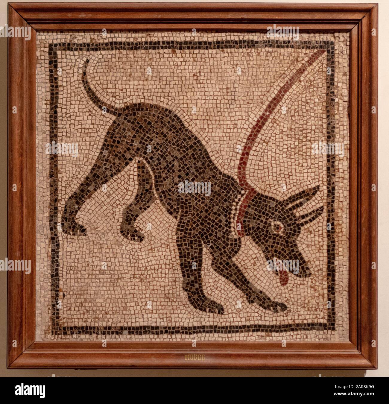Cave canem mosaic pompeii hi-res stock photography and images - Alamy