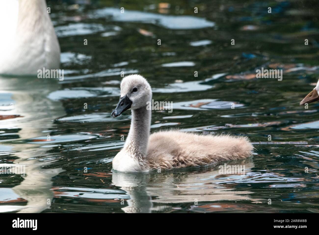 Newly hatched cygnet on water baby swan white fluffy cute family Stock ...