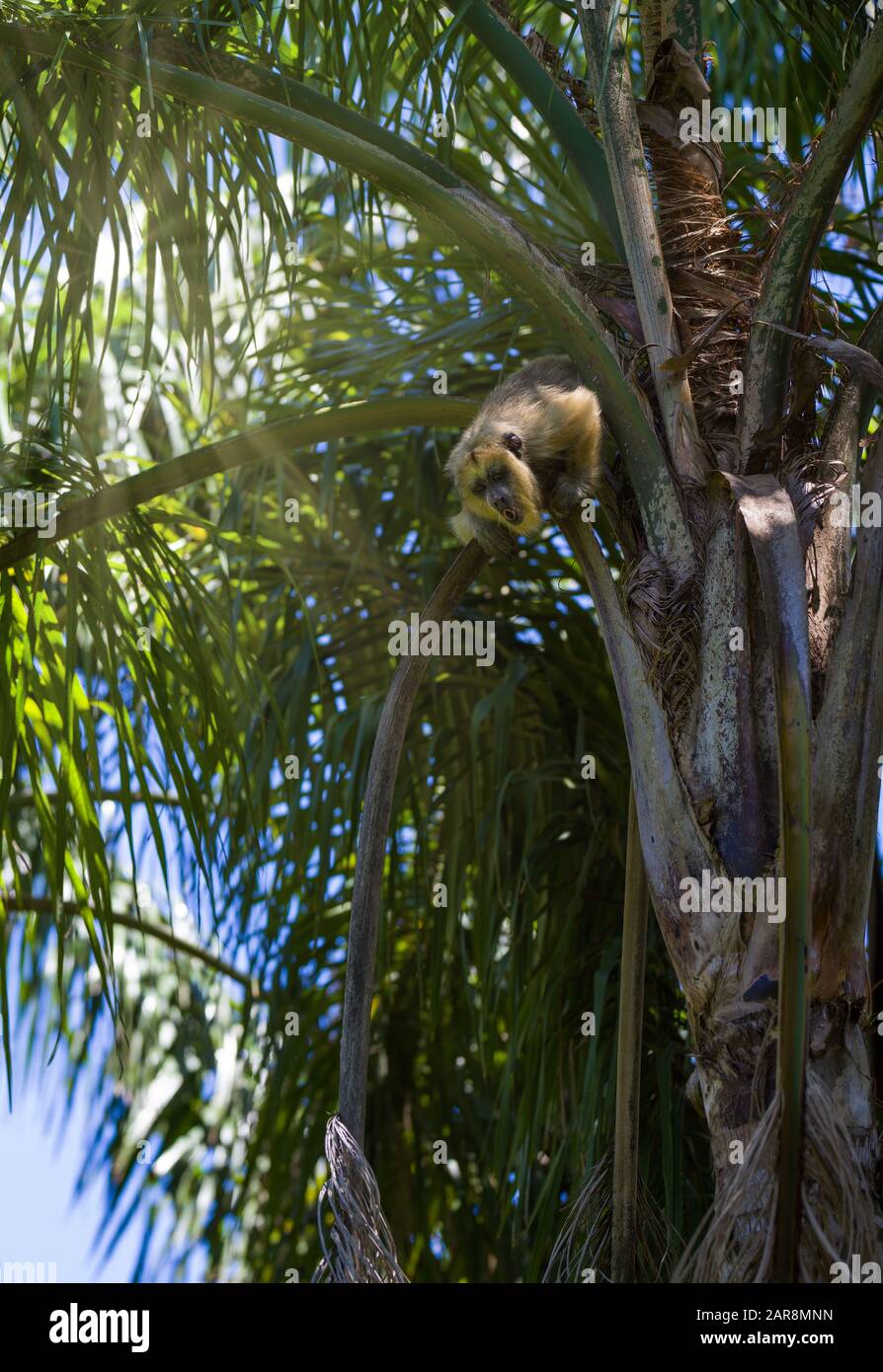 Golden coconut tree hi-res stock photography and images - Alamy