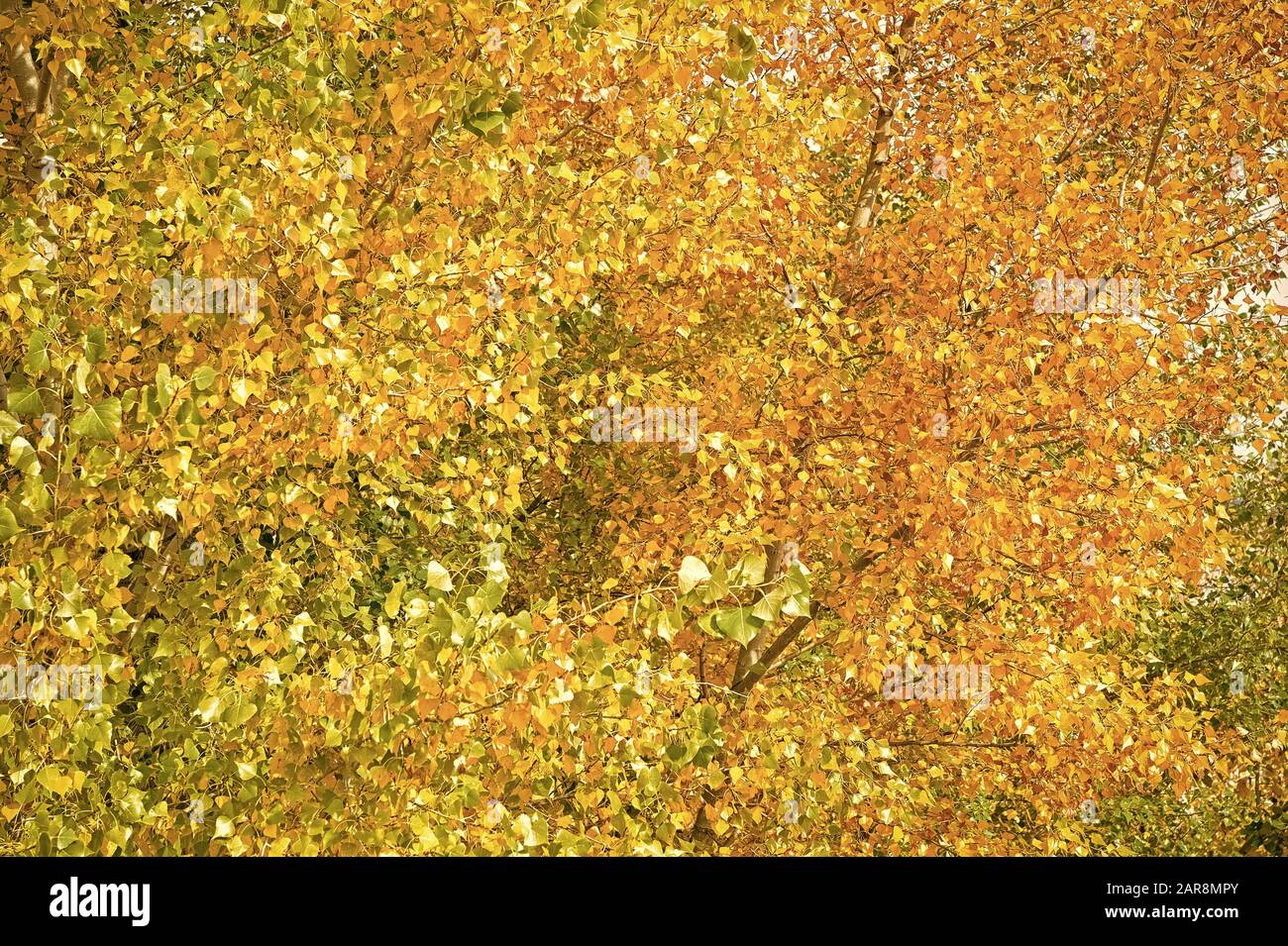 Yellow and green poplar leaves branches. Autumn season. Bright autumn ...