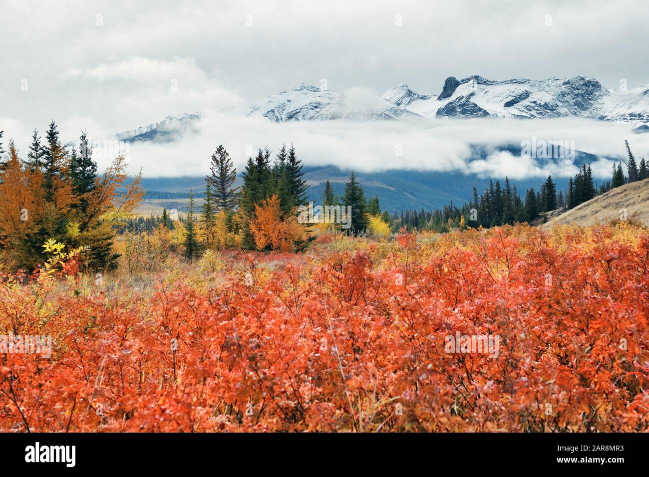 Beautiful Autumn foliage in Jasper National Park in Canada Stock Photo ...