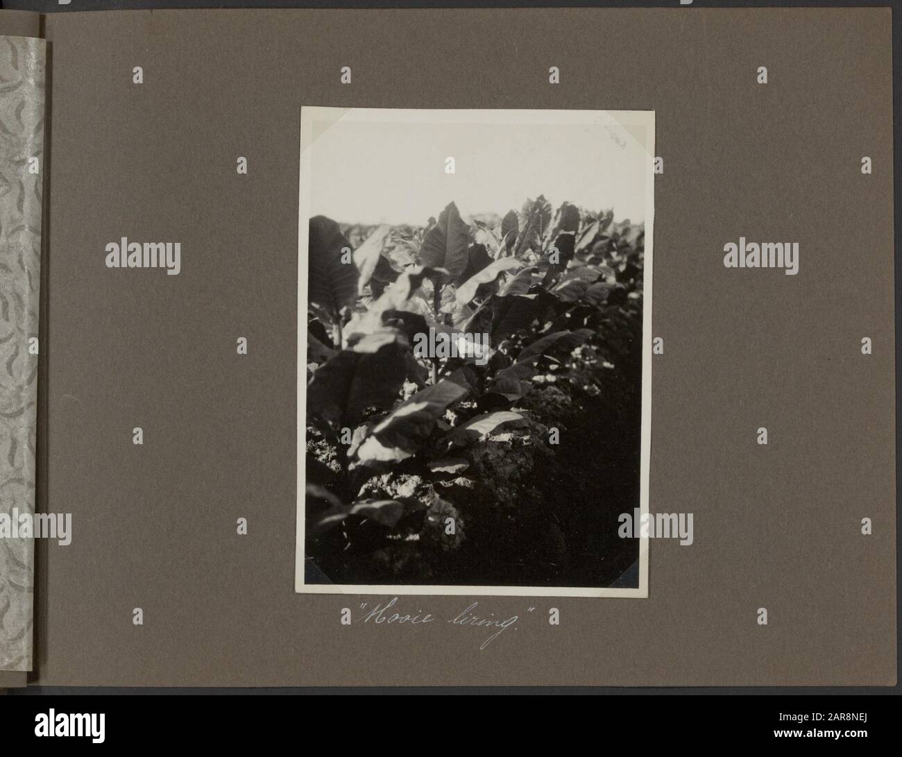 Photo album Deli Company: Company Loeboe Dalam Tobacco plants at the ...