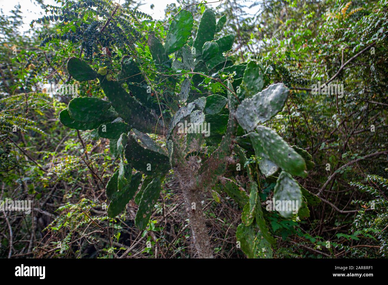 Cotubanama national park hi-res stock photography and images - Alamy