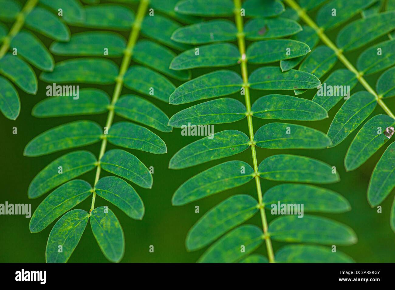 Detail of fern leaves shot with macro lens 8 Stock Photo - Alamy