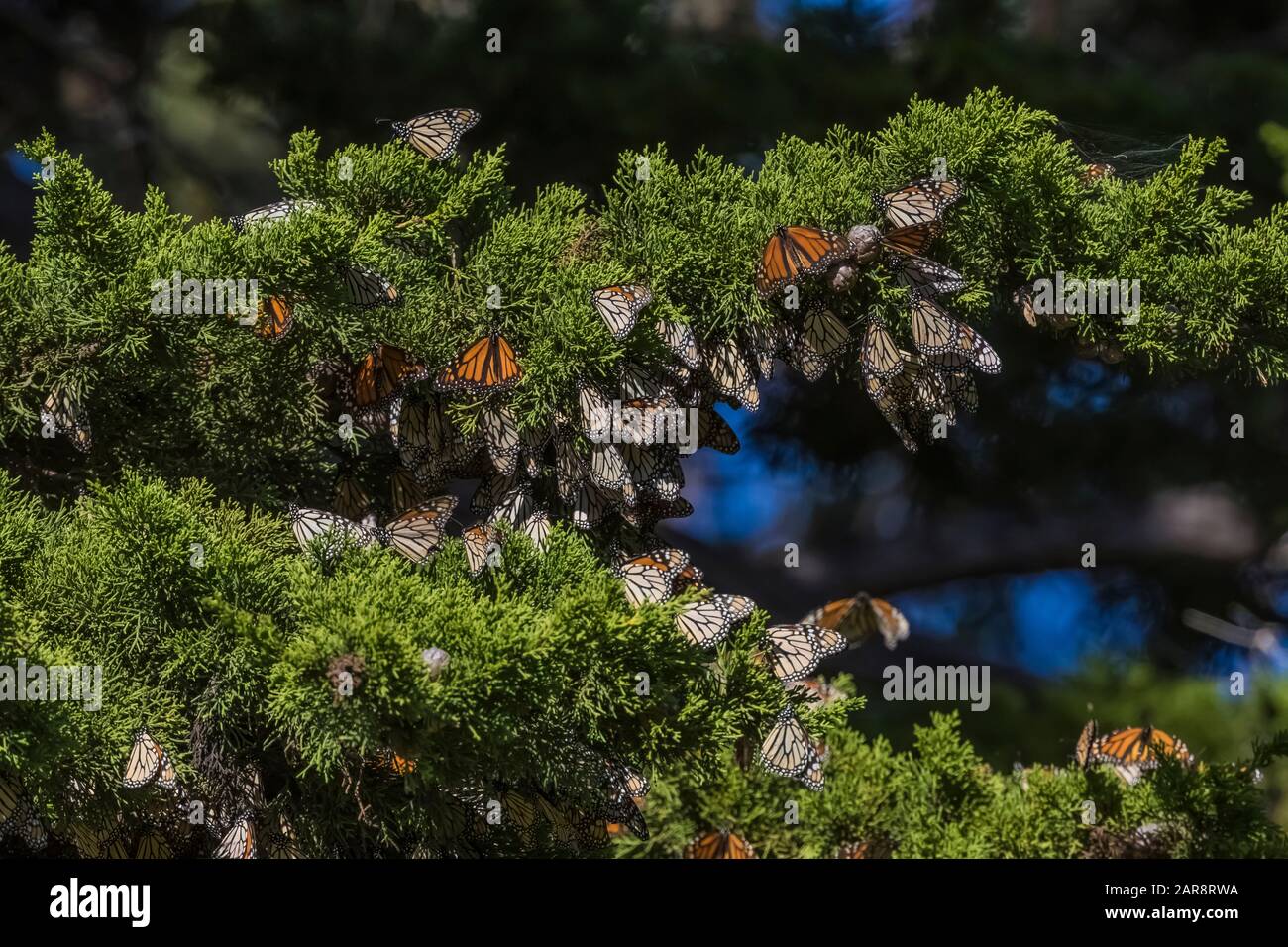 Monarch butterfly sanctuary monterey hi-res stock photography and images - Alamy