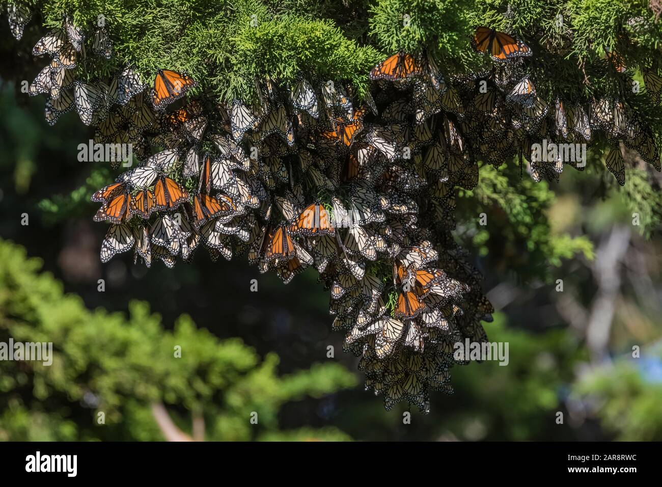 Monarch butterfly sanctuary monterey hi-res stock photography and ...