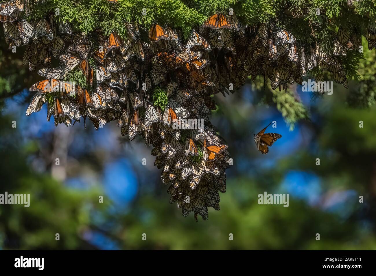 Monarch butterfly sanctuary monterey hi-res stock photography and images - Alamy
