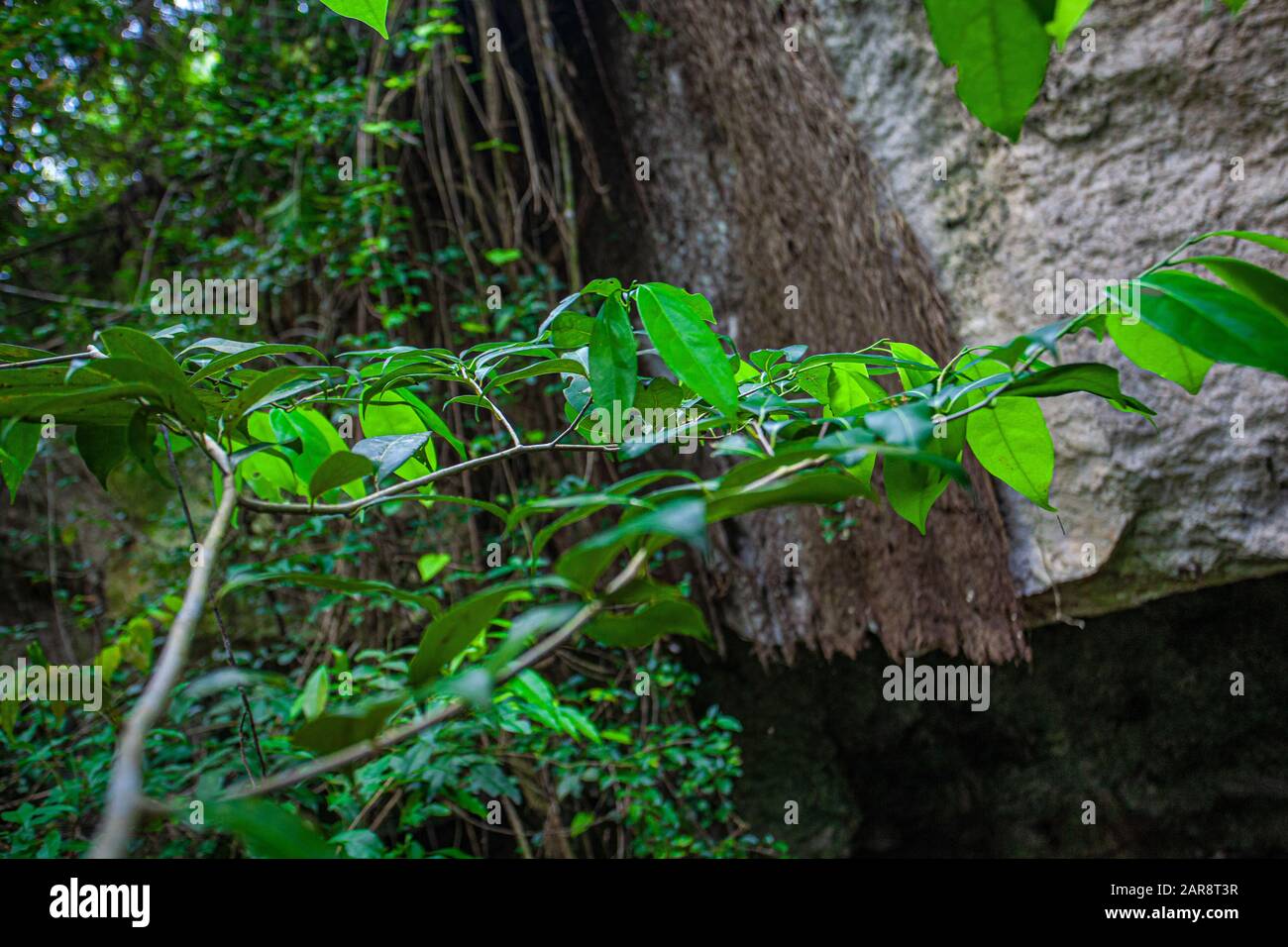 Cotubanama National Park in Dominican Republic 12 Stock Photo - Alamy