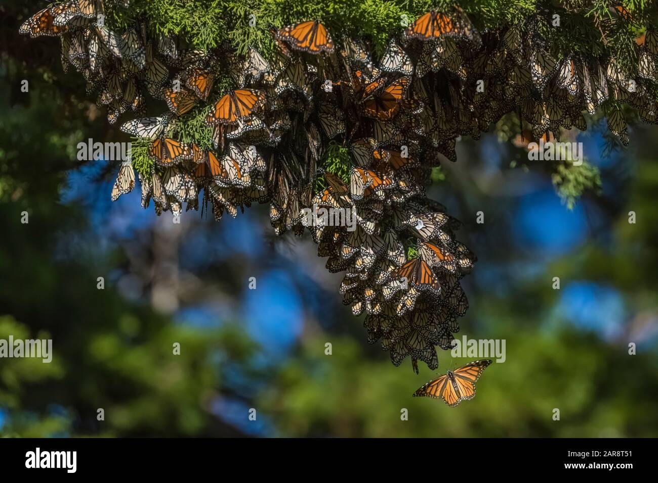 Monarch butterfly sanctuary monterey hi-res stock photography and ...