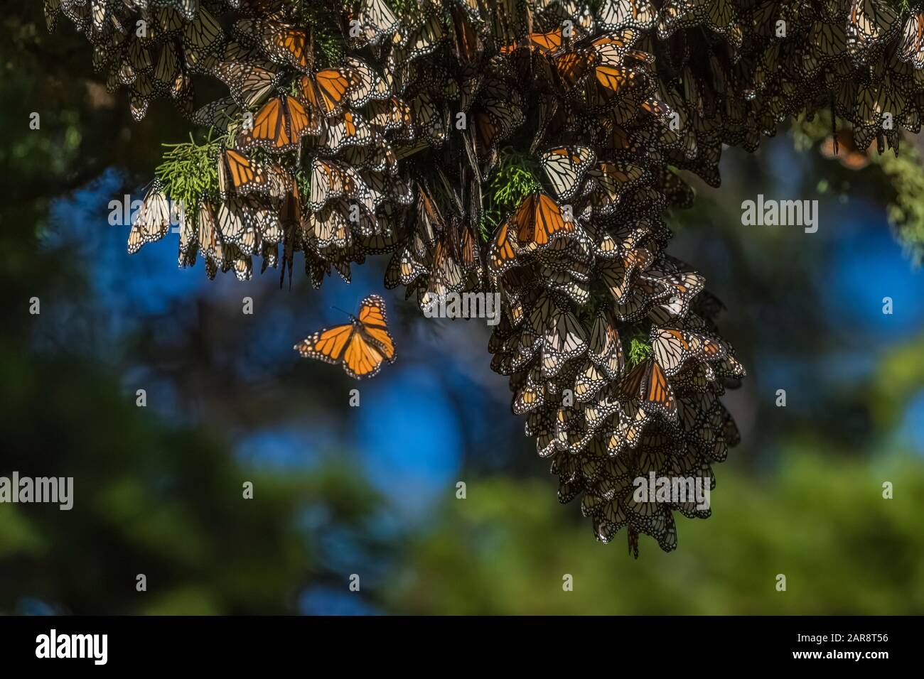 Monarch butterfly sanctuary monterey hi-res stock photography and images - Alamy
