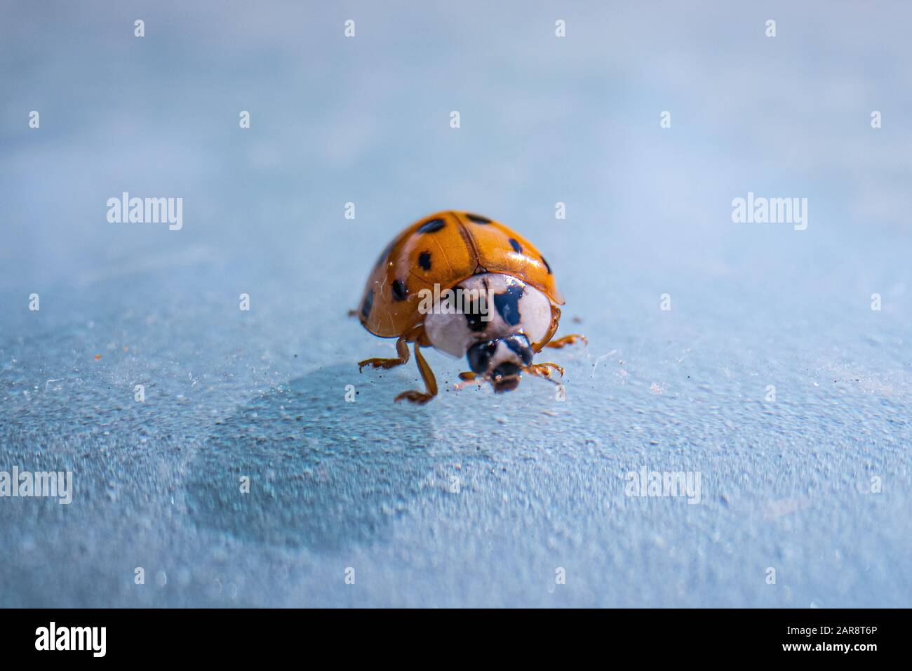 Cute aphid hi-res stock photography and images - Alamy