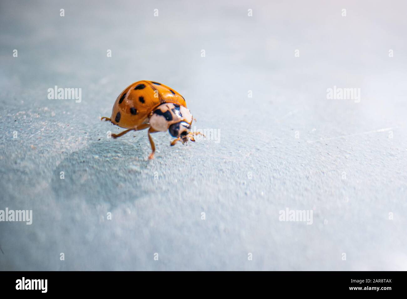 European red mite hi-res stock photography and images - Alamy