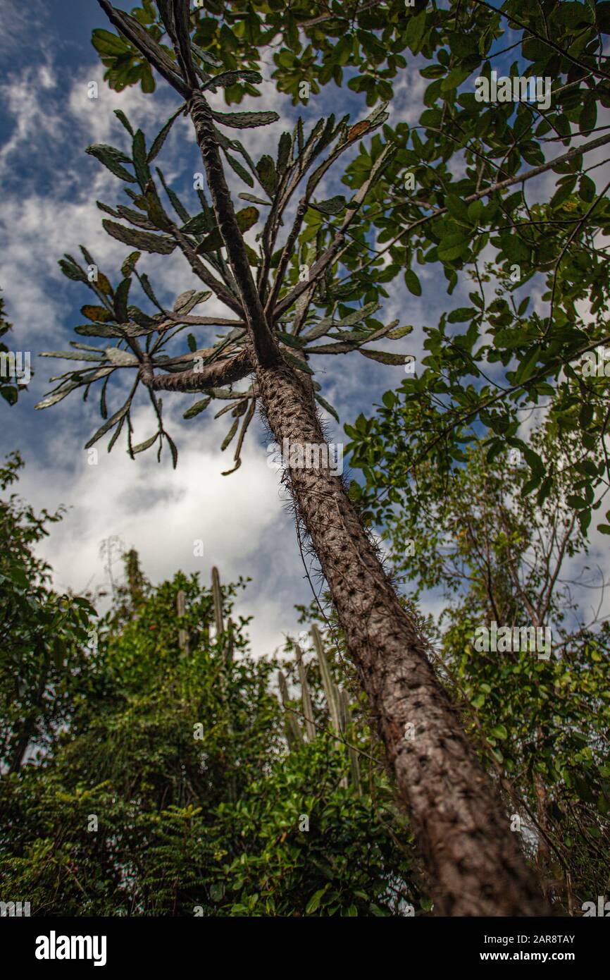Consolea picardae plant Stock Photo - Alamy