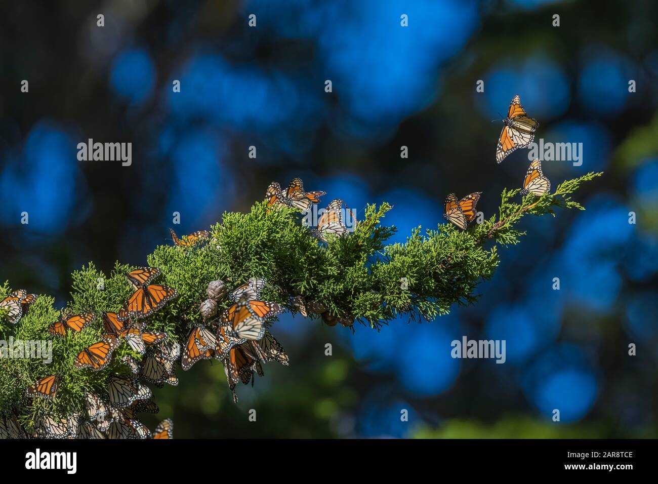 Monarch butterfly sanctuary monterey hi-res stock photography and images - Alamy