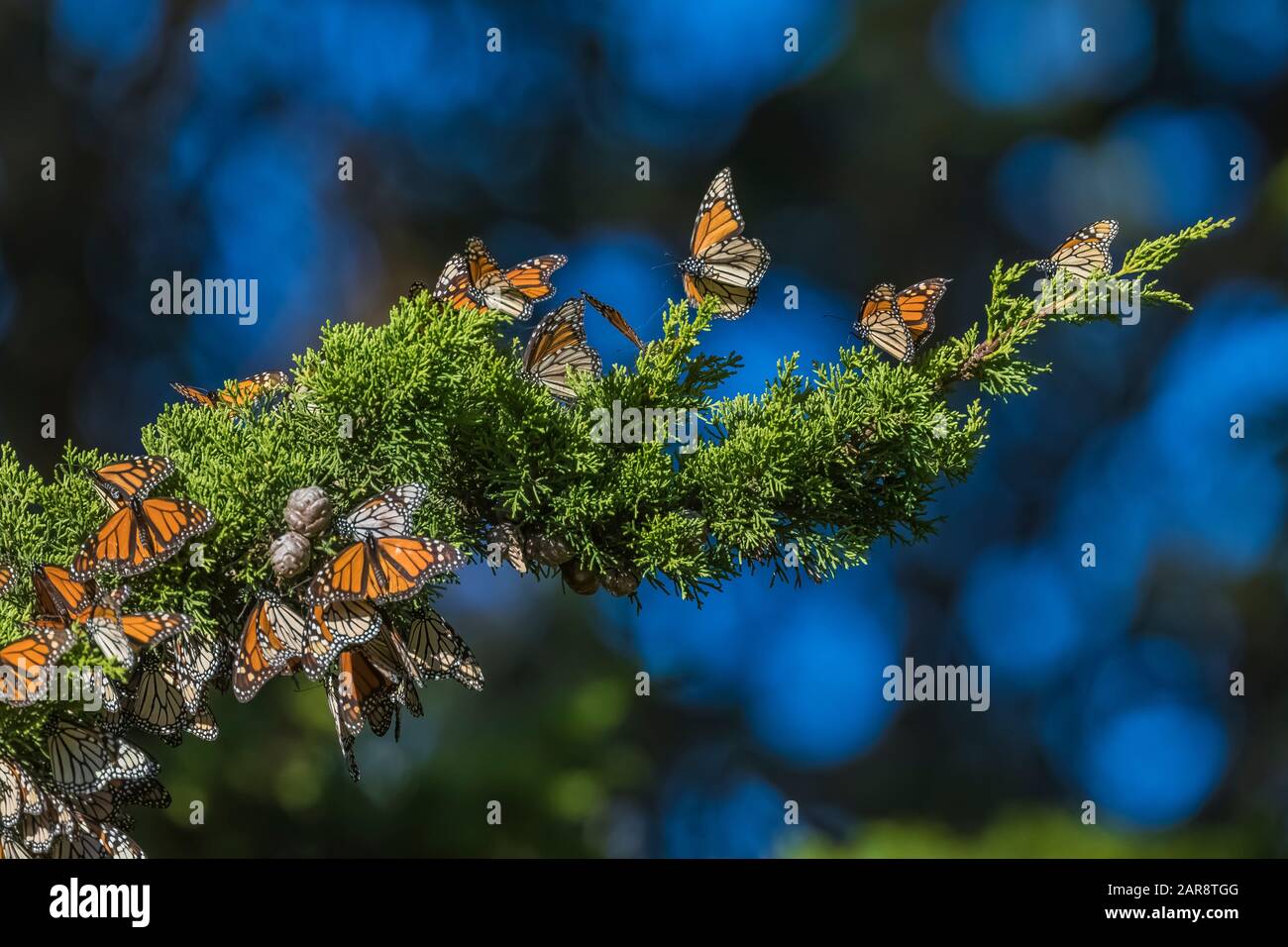 Monarch butterfly winter hi-res stock photography and images - Alamy