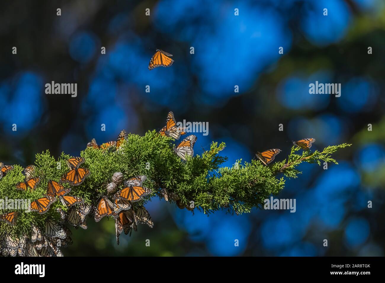 Monarch butterfly sanctuary monterey hi-res stock photography and images - Alamy