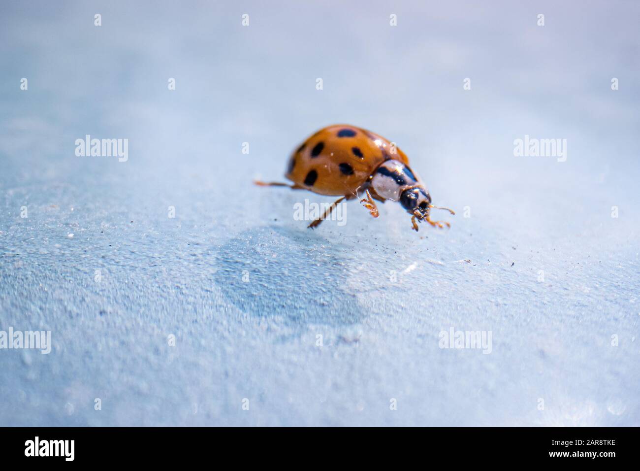European red mite hi-res stock photography and images - Alamy