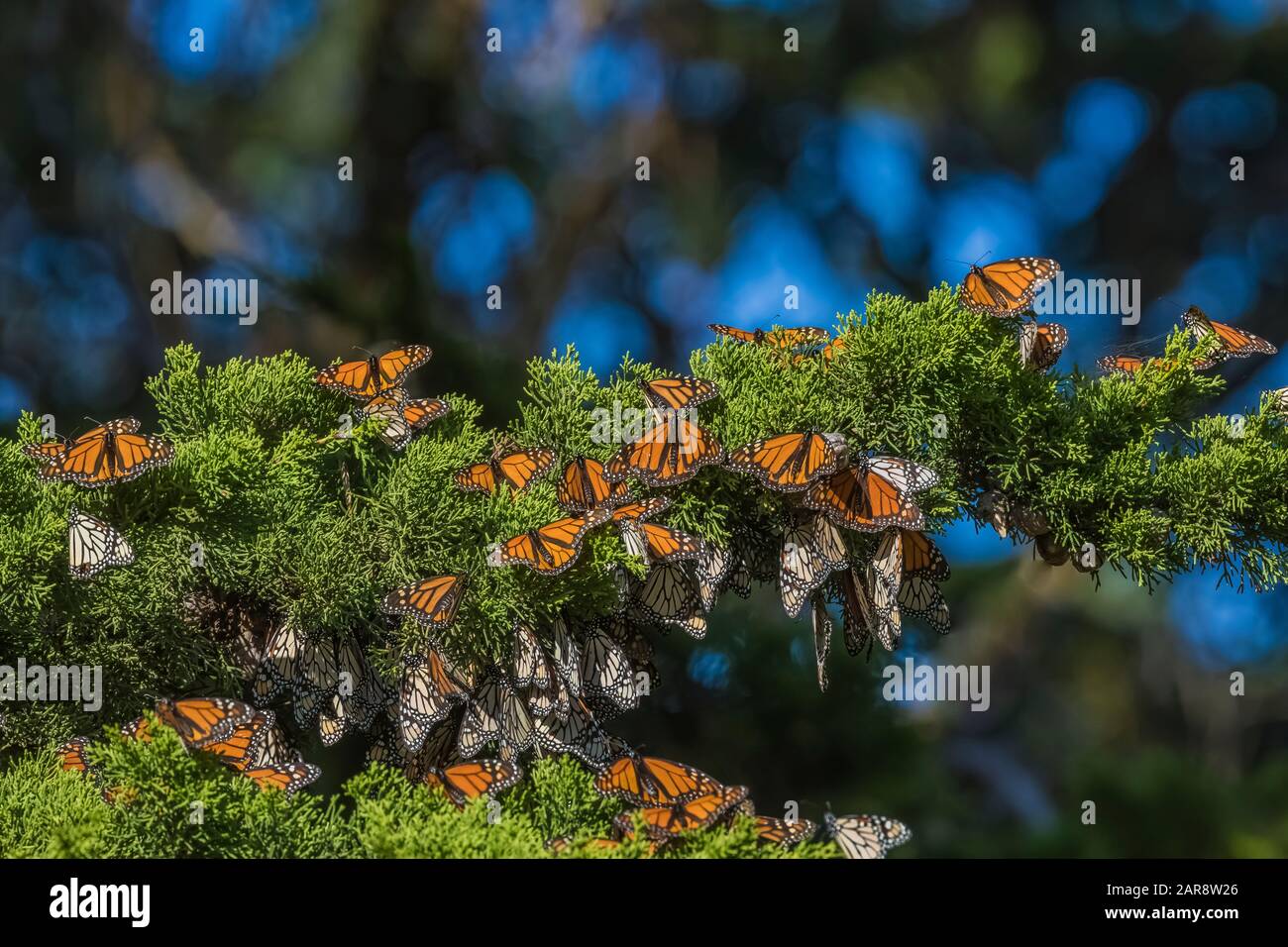 Monarch butterfly sanctuary monterey hi-res stock photography and images - Alamy