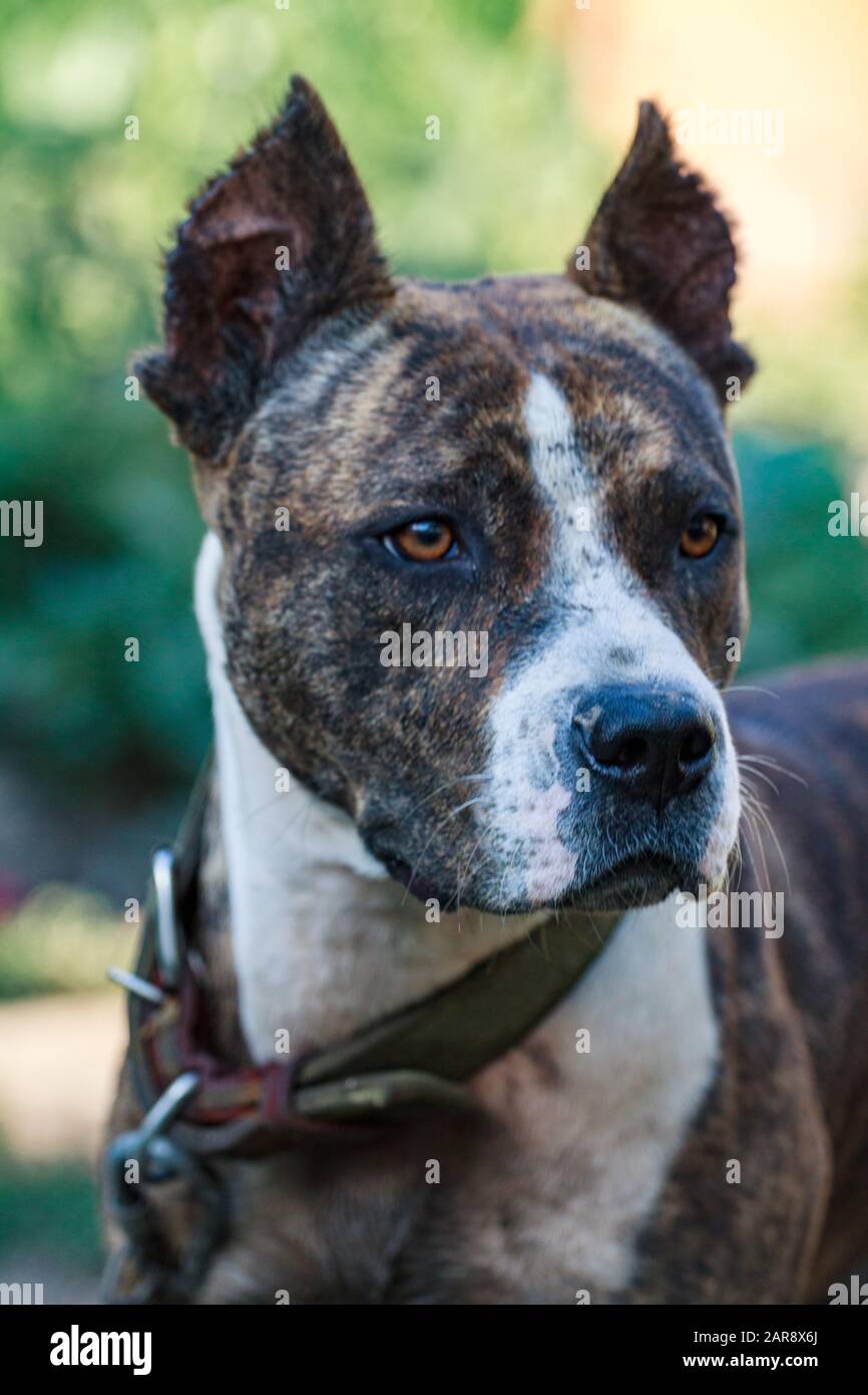Muzzle of a large evil guard dog with large teeth close-up. The open ...