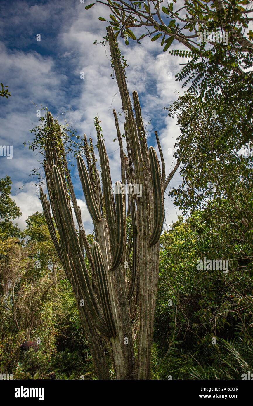 Cotubanama National Park in Dominican Republic 19 Stock Photo - Alamy