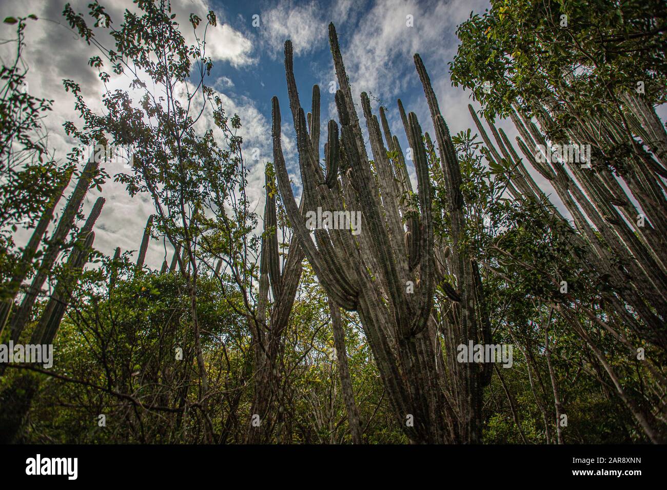 Cotubanama National Park in Dominican Republic 22 Stock Photo - Alamy