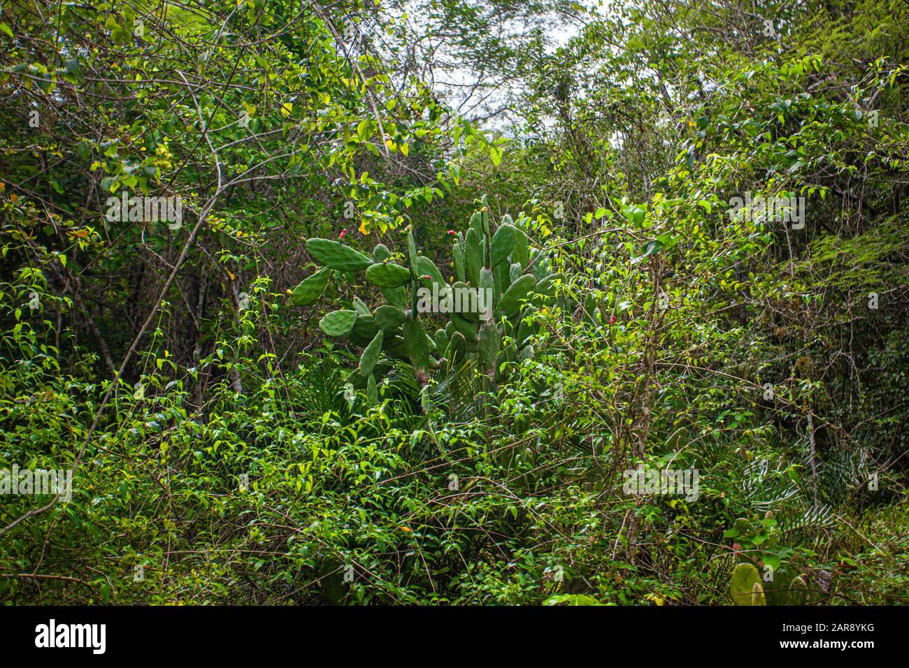 Cotubanama National Park in Dominican Republic 15 Stock Photo - Alamy