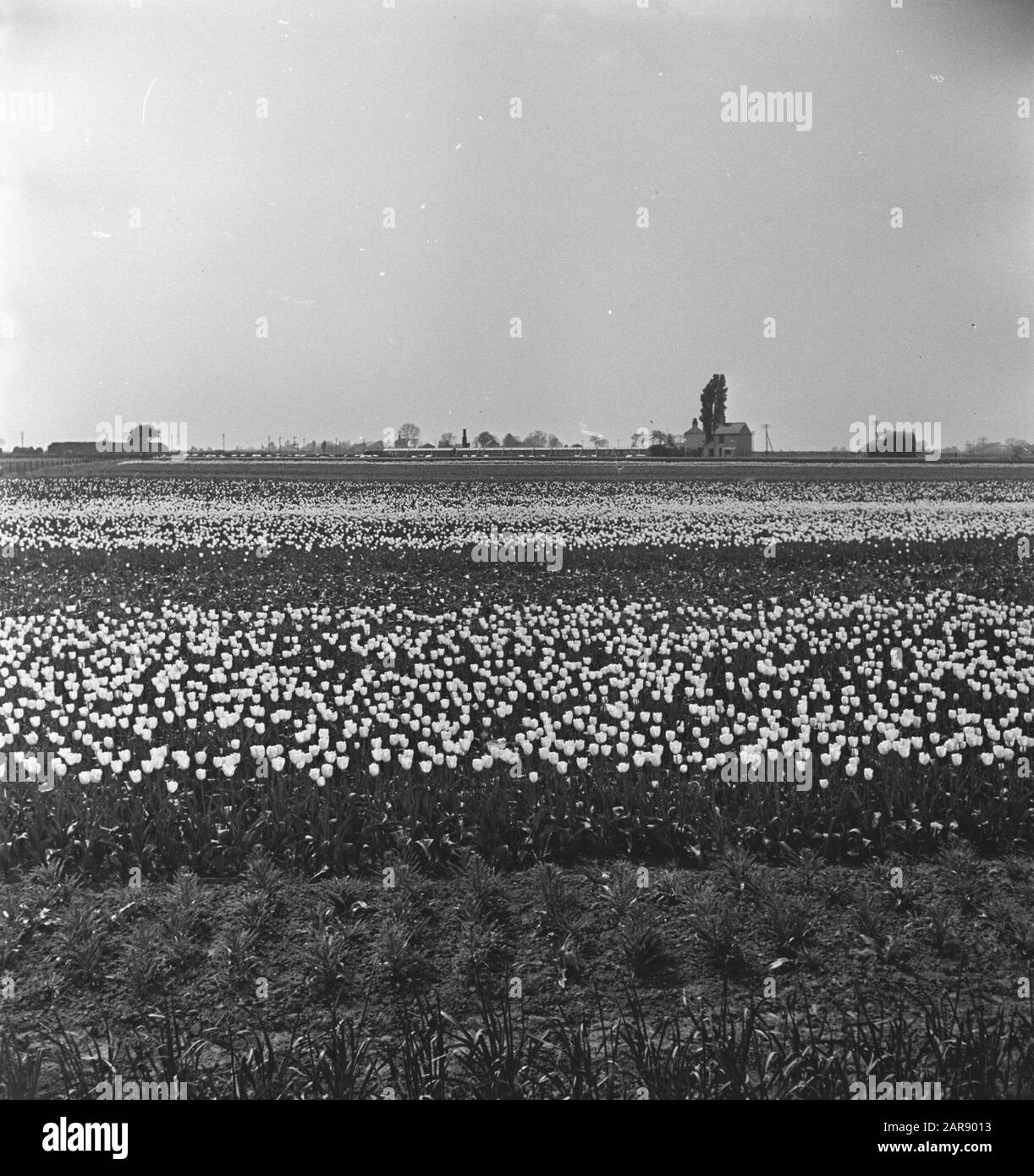 Tulip Fields in Spalding (Lincolnshire) Date: 31 August 1944 Location ...