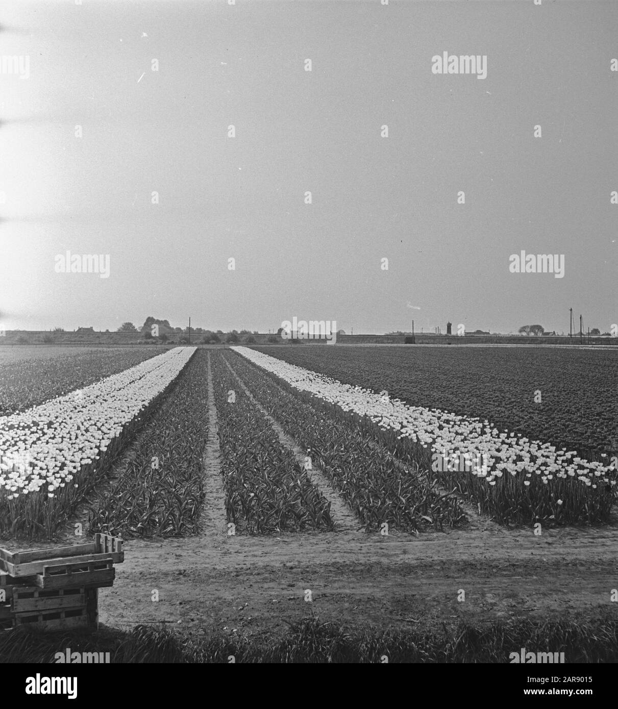 Spalding tulip Black and White Stock Photos & Images - Alamy