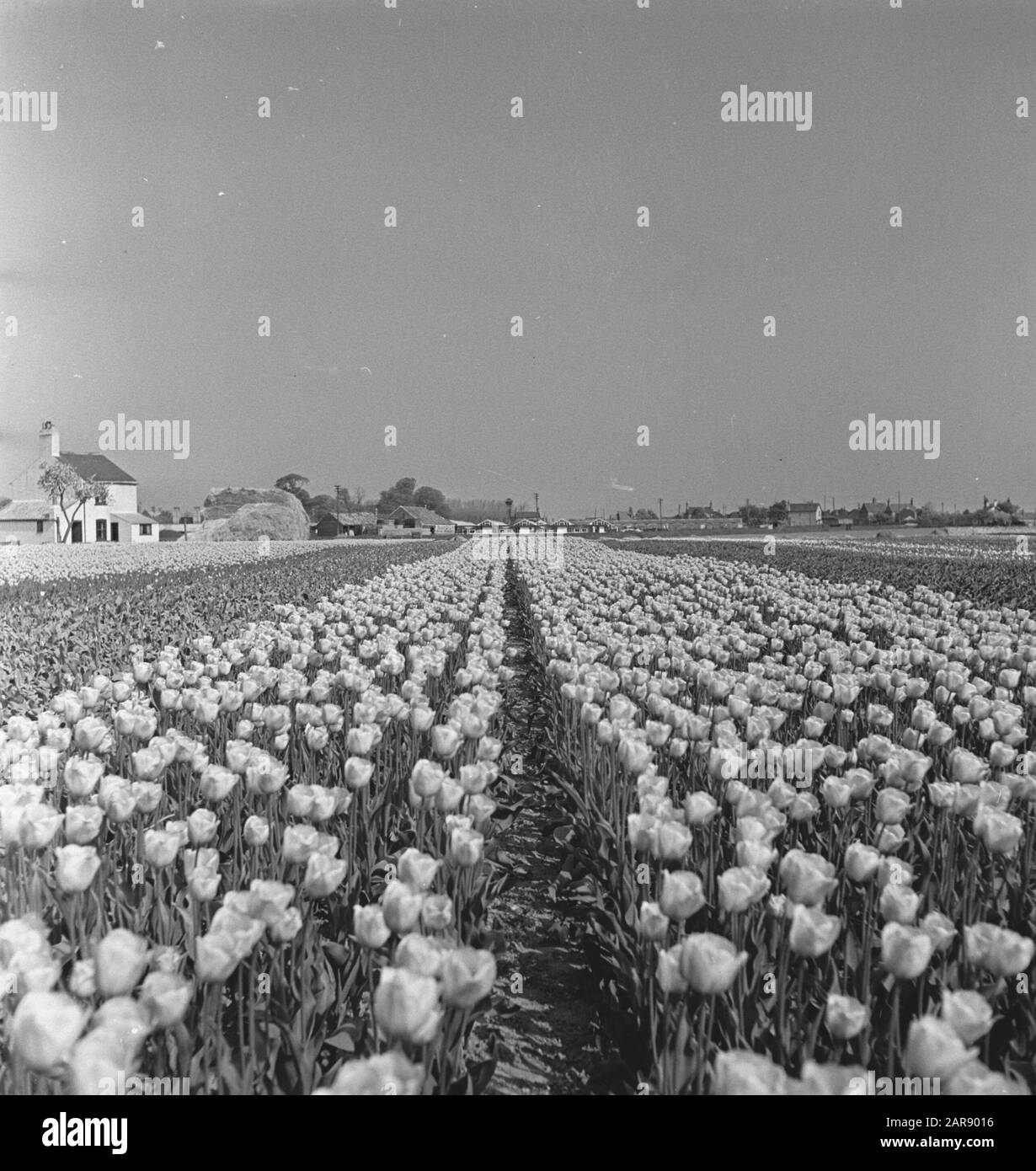 Tulip farm landscape Black and White Stock Photos & Images - Alamy