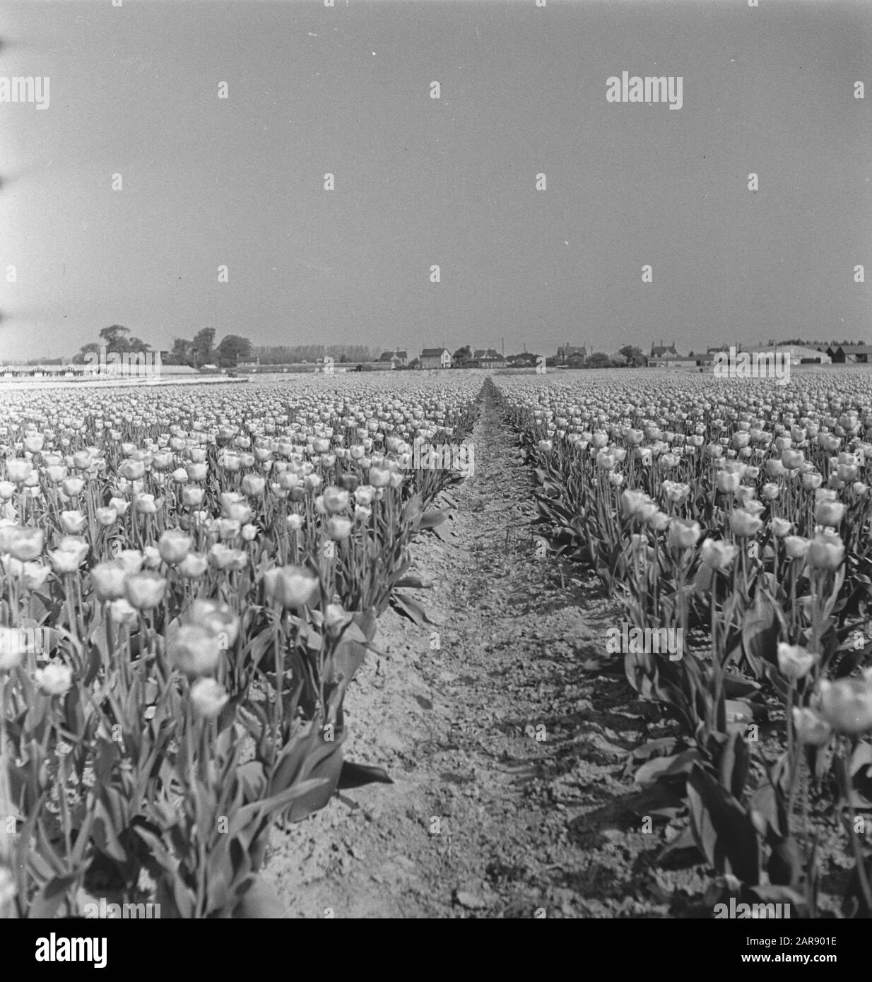 Spalding tulips hi-res stock photography and images - Alamy